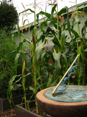Ask Gardenerd: Corn is Falling Over - Gardenerd