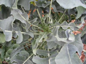 Ask Gardenerd: Saving Broccolini Seeds - Gardenerd
