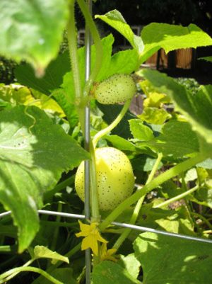 Gardenerd: Organic Edible Gardening | Growing Lemon Cucumbers