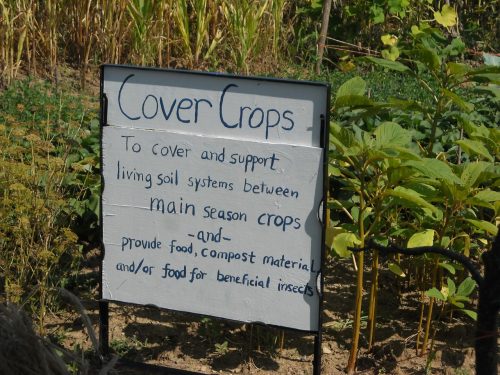 Live on less land and resources with Grow Biointensive