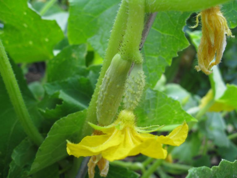 Growing Poona Kheera Cucumbers - Gardenerd
