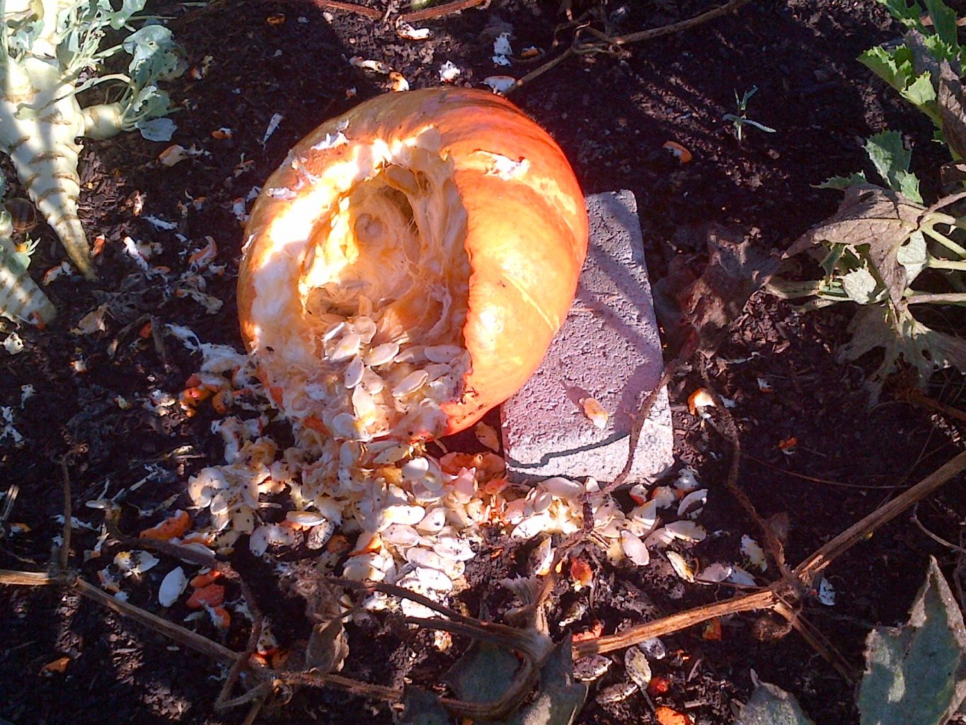 When Life Gives You Destruction: The Pumpkin Massacre - Gardenerd