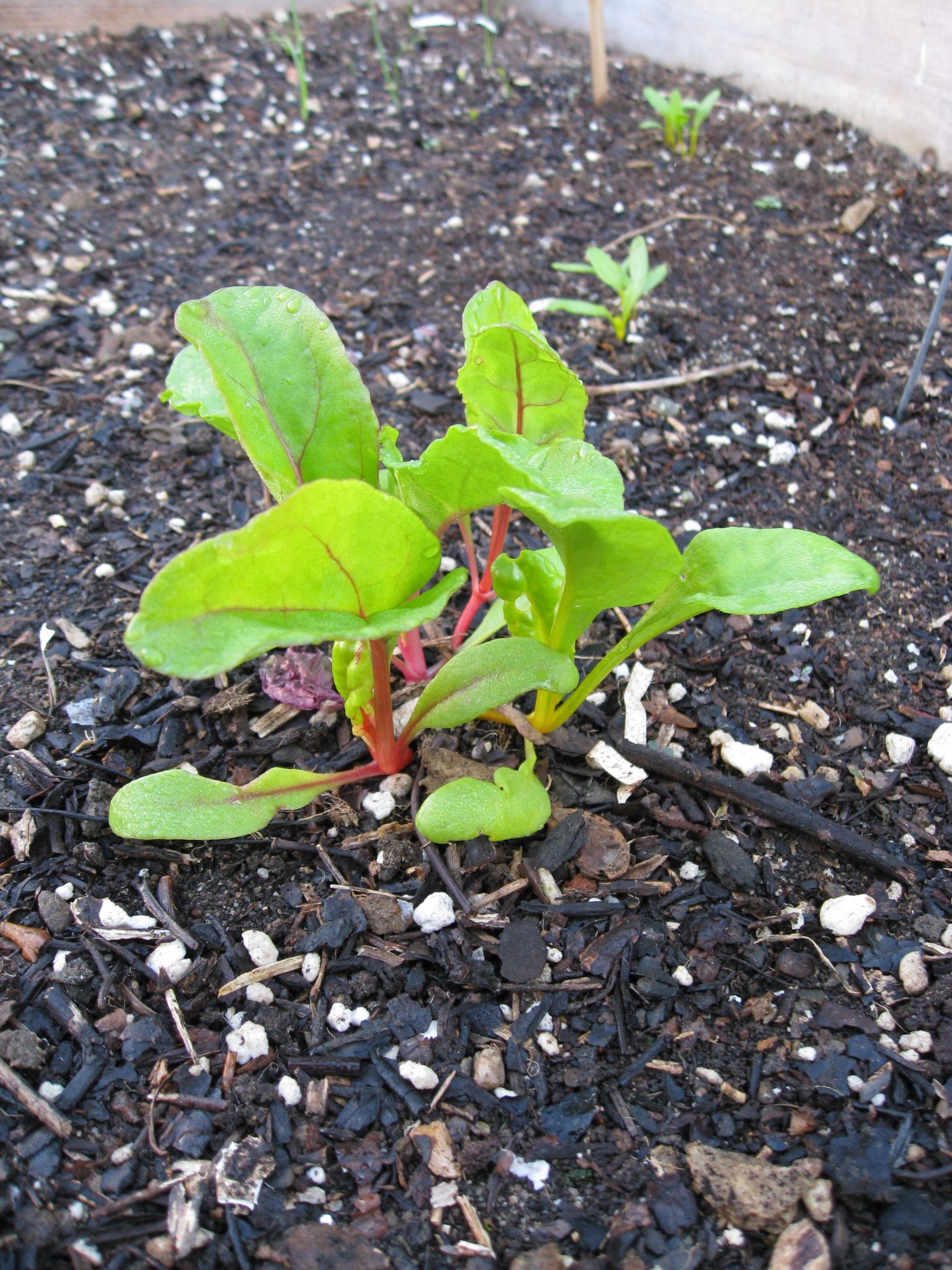 YouTube: Fall Planting Guide - What to Plant Now - Gardenerd