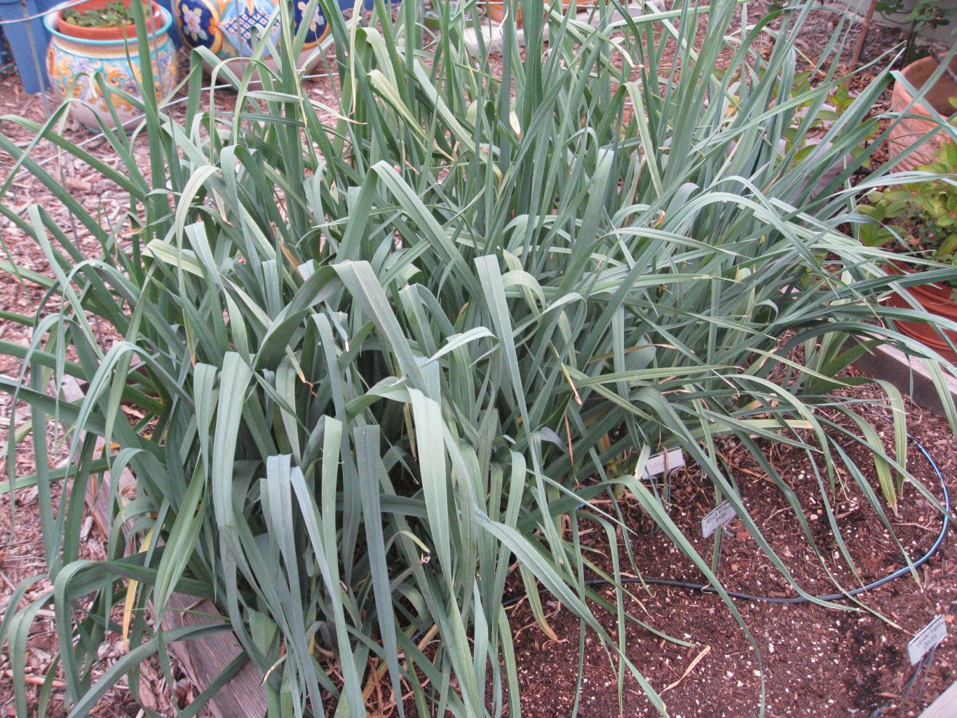 YouTube: Onion Rust and How to Deal With It - Gardenerd