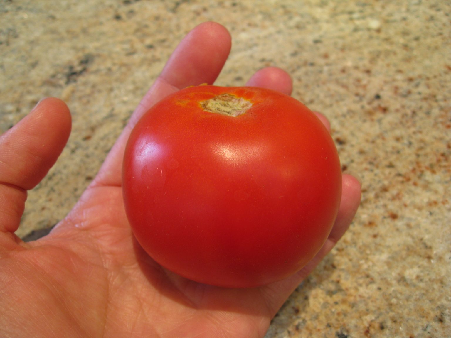 Tomatoes, Tomatoes, Tomatoes - Gardenerd