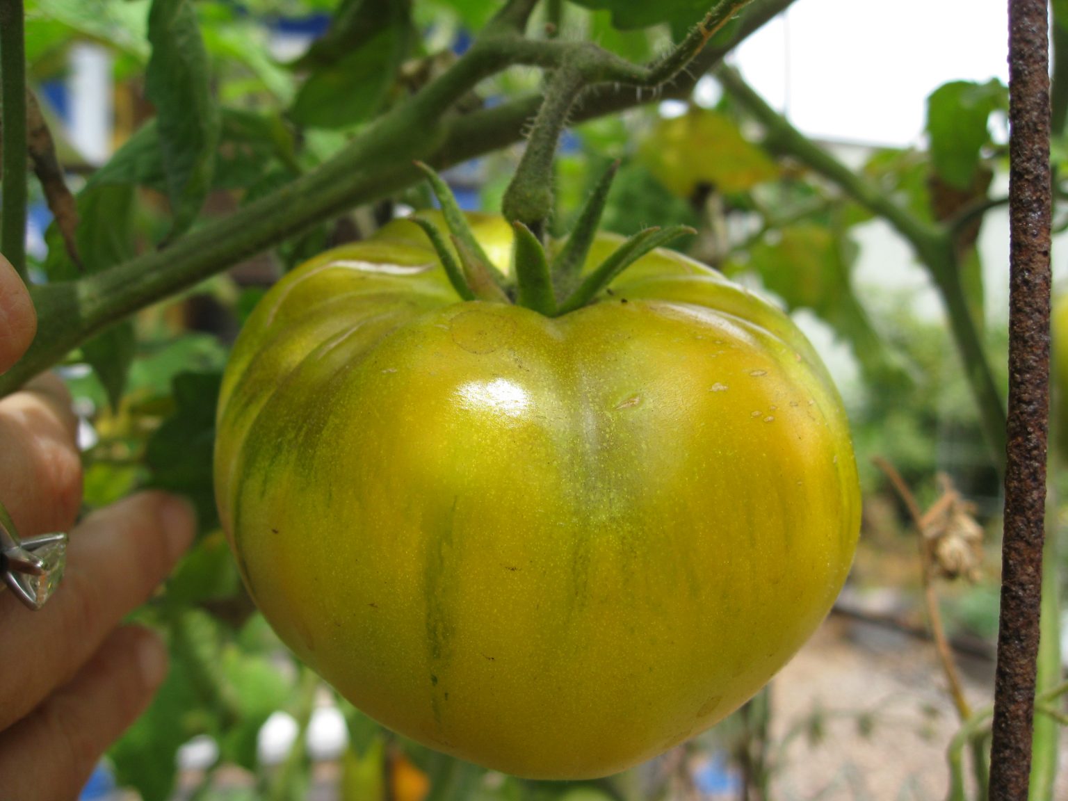 Tomatoes, Tomatoes, Tomatoes - Gardenerd