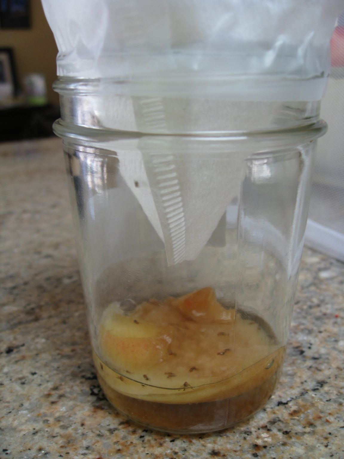 Homemade Fruit Fly Traps - Gardenerd