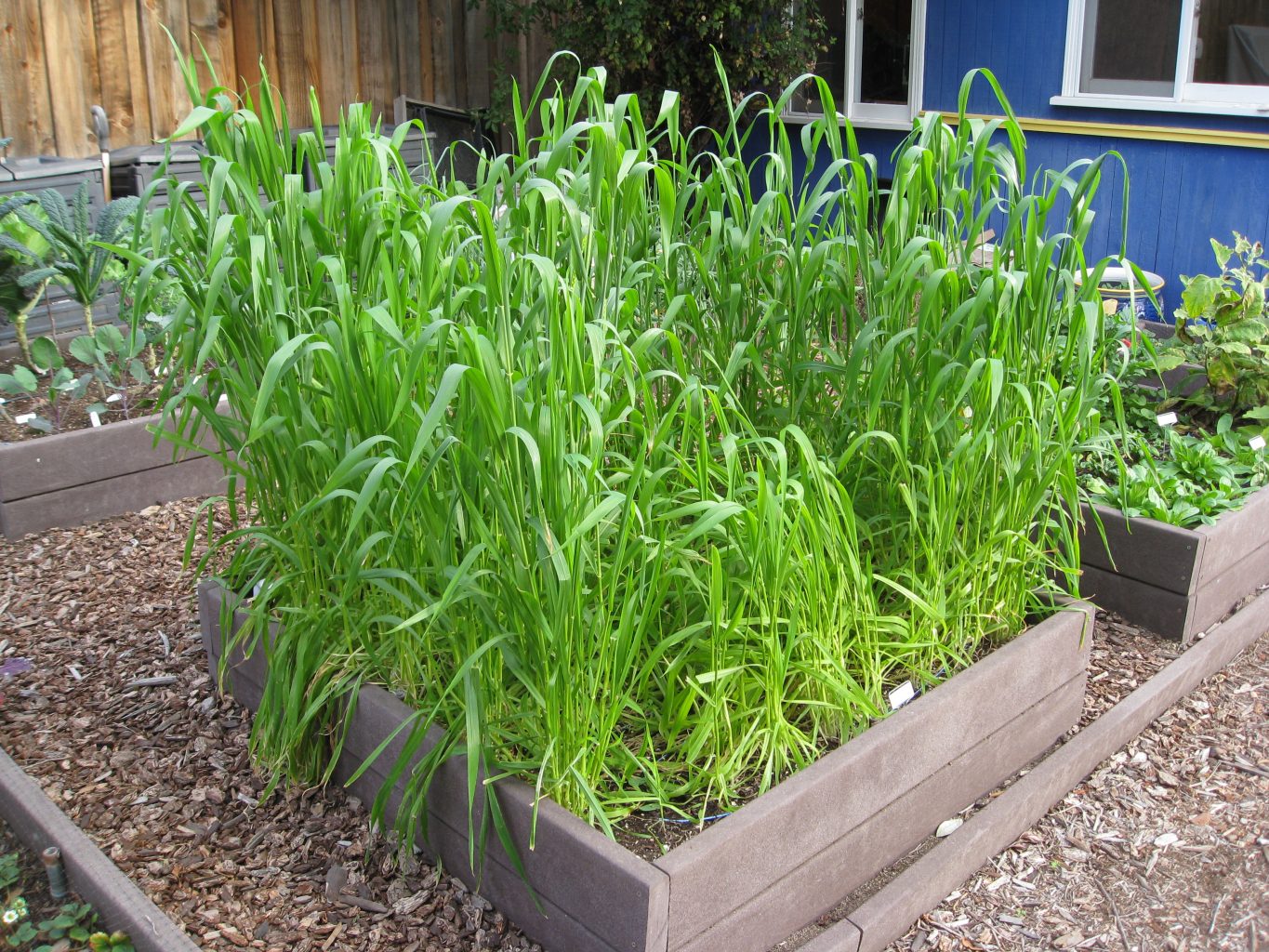 Small-Space Gardening Tips - Gardenerd