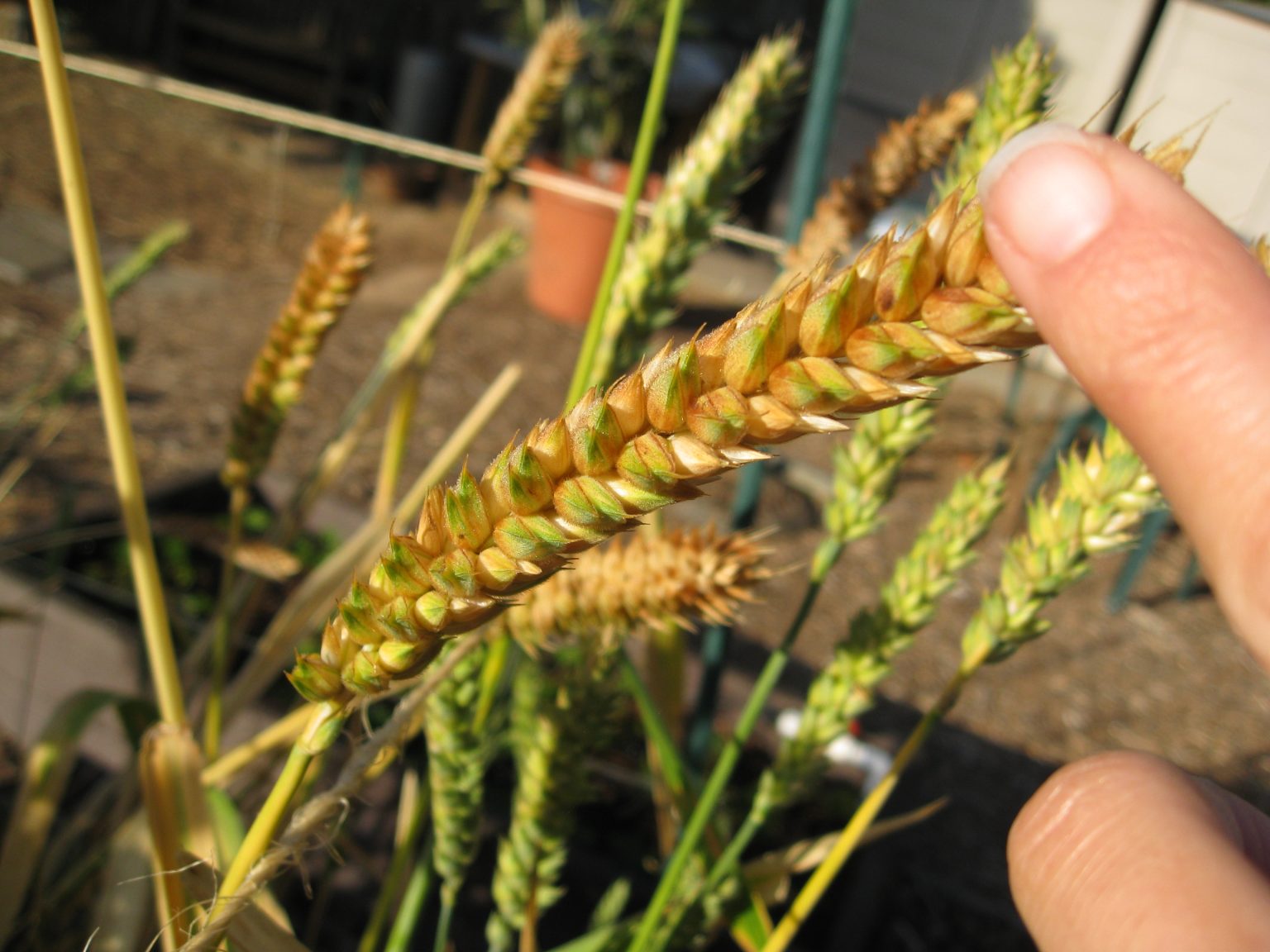 Harvesting Wheat - Gardenerd