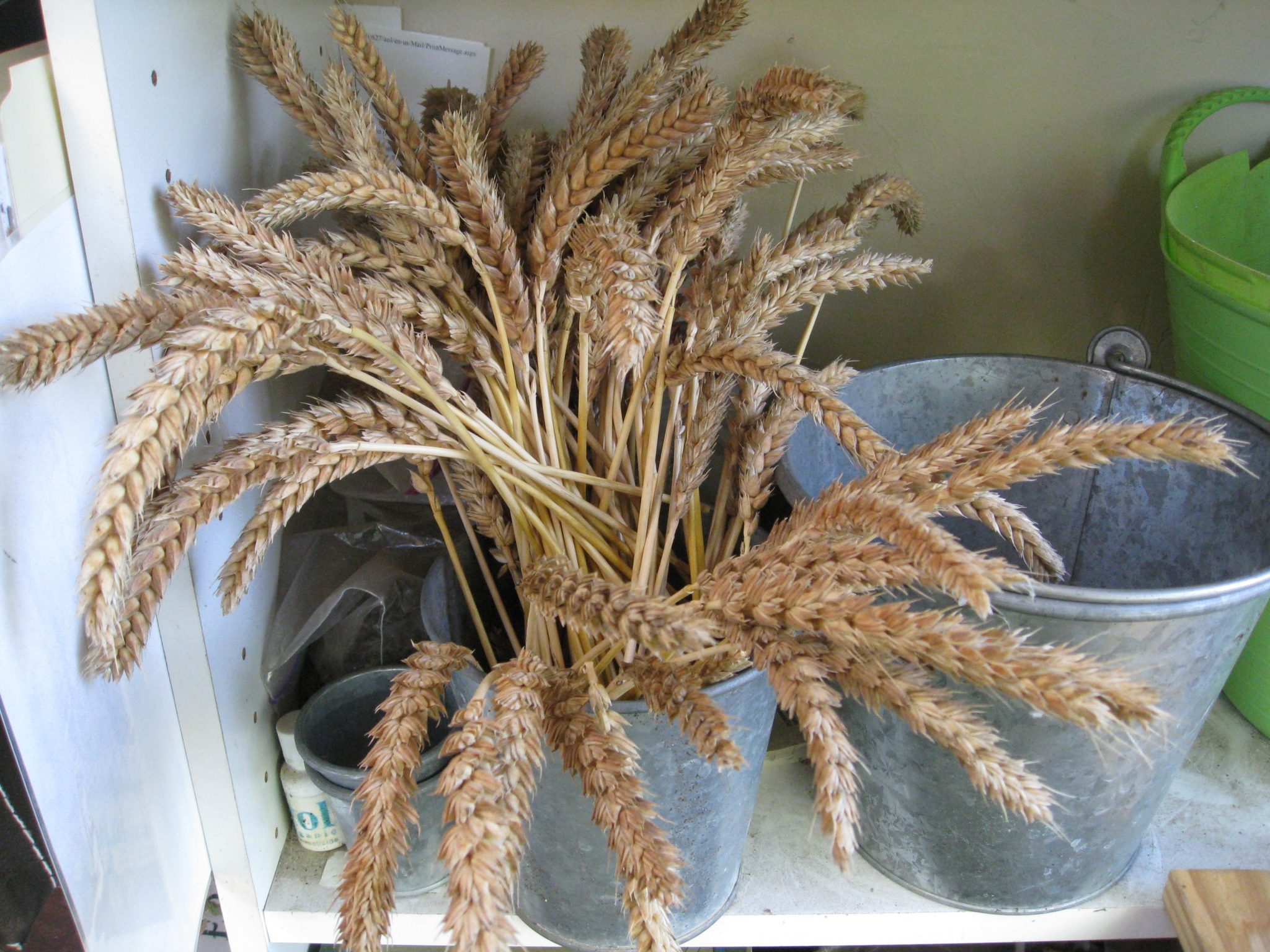 Harvesting Wheat - Gardenerd