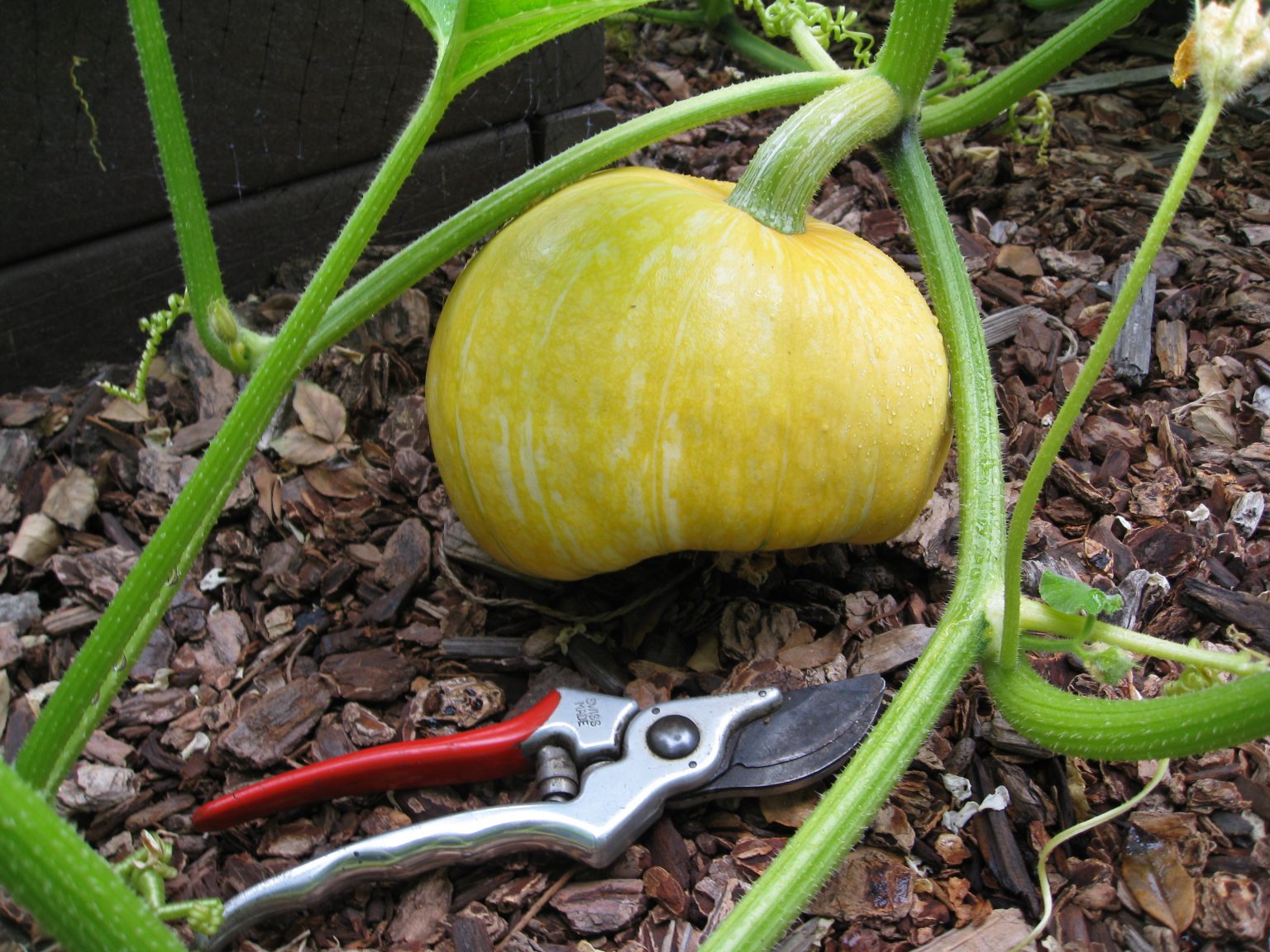 Growing Turban Squash - Gardenerd