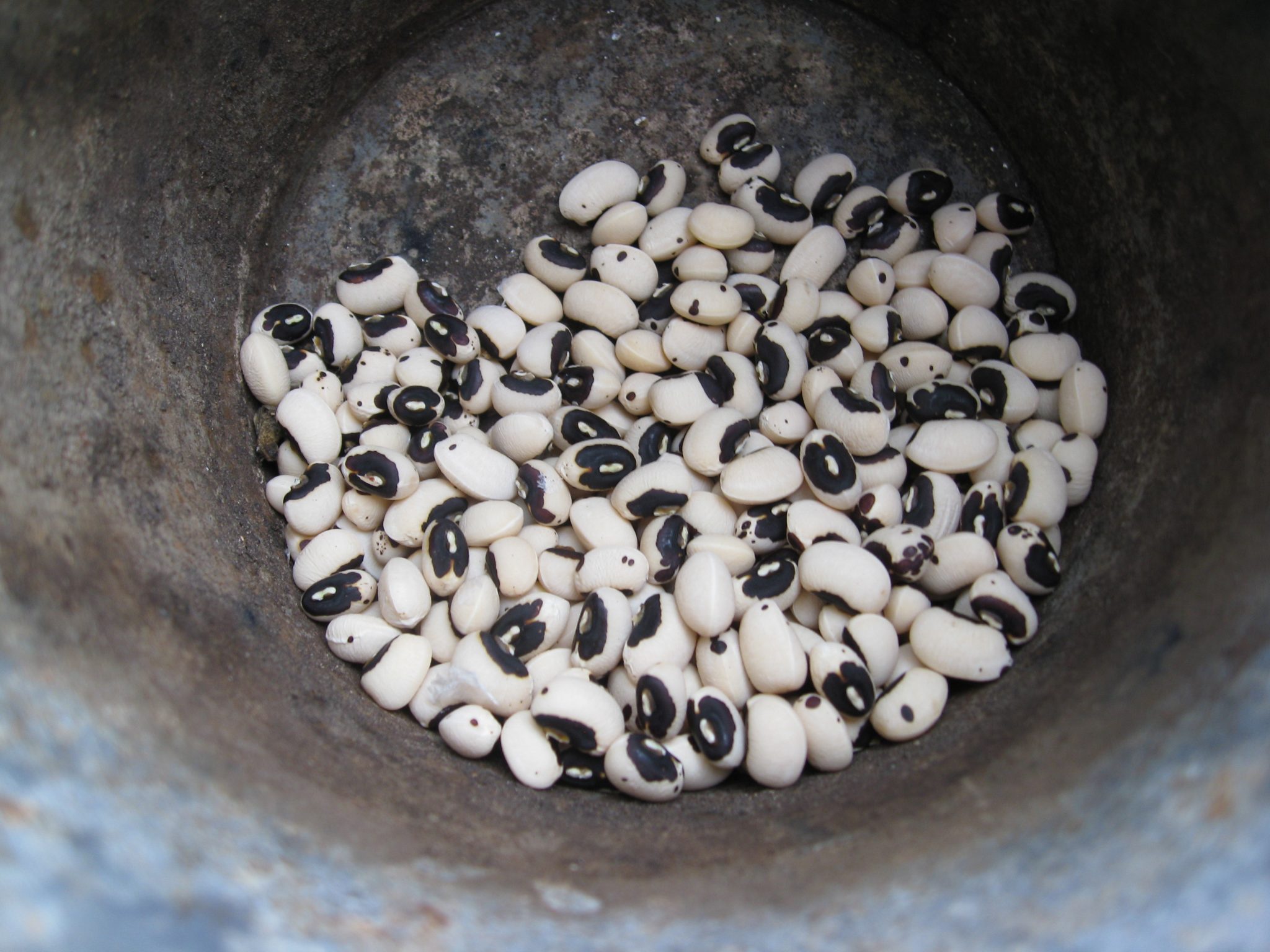 Growing Cowpeas (Black Eyed Peas) - Gardenerd
