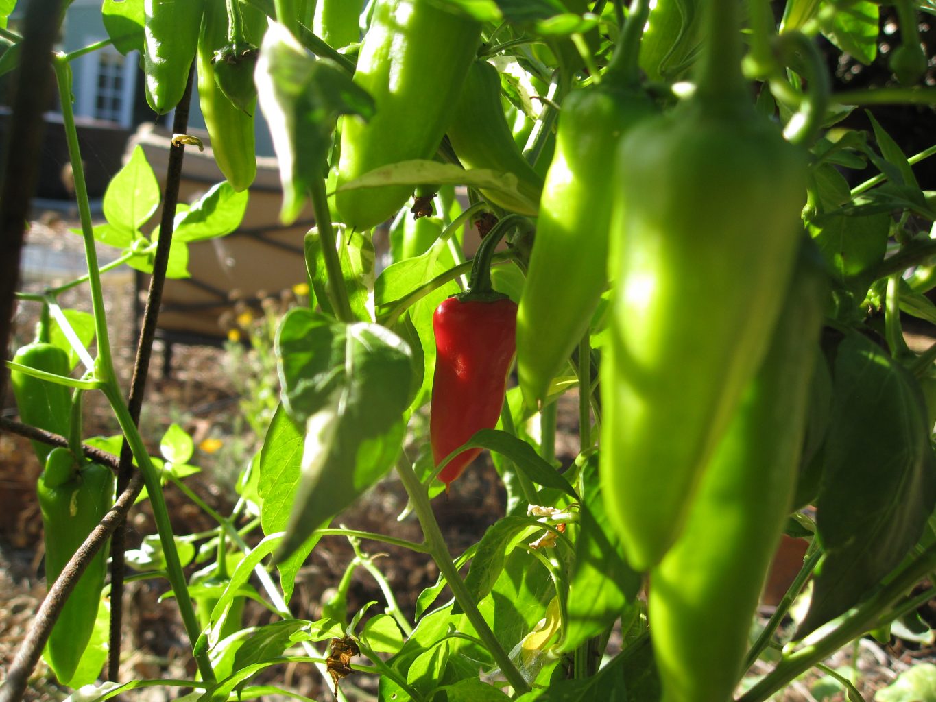 Growing Fish Peppers - Gardenerd