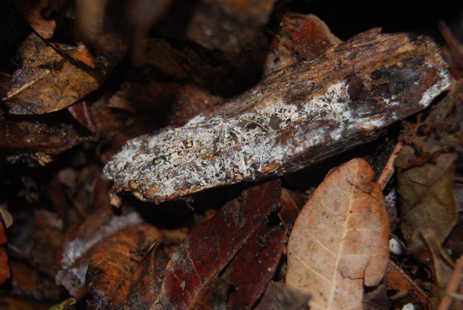 Fungal Wood Pile for Compost - Gardenerd
