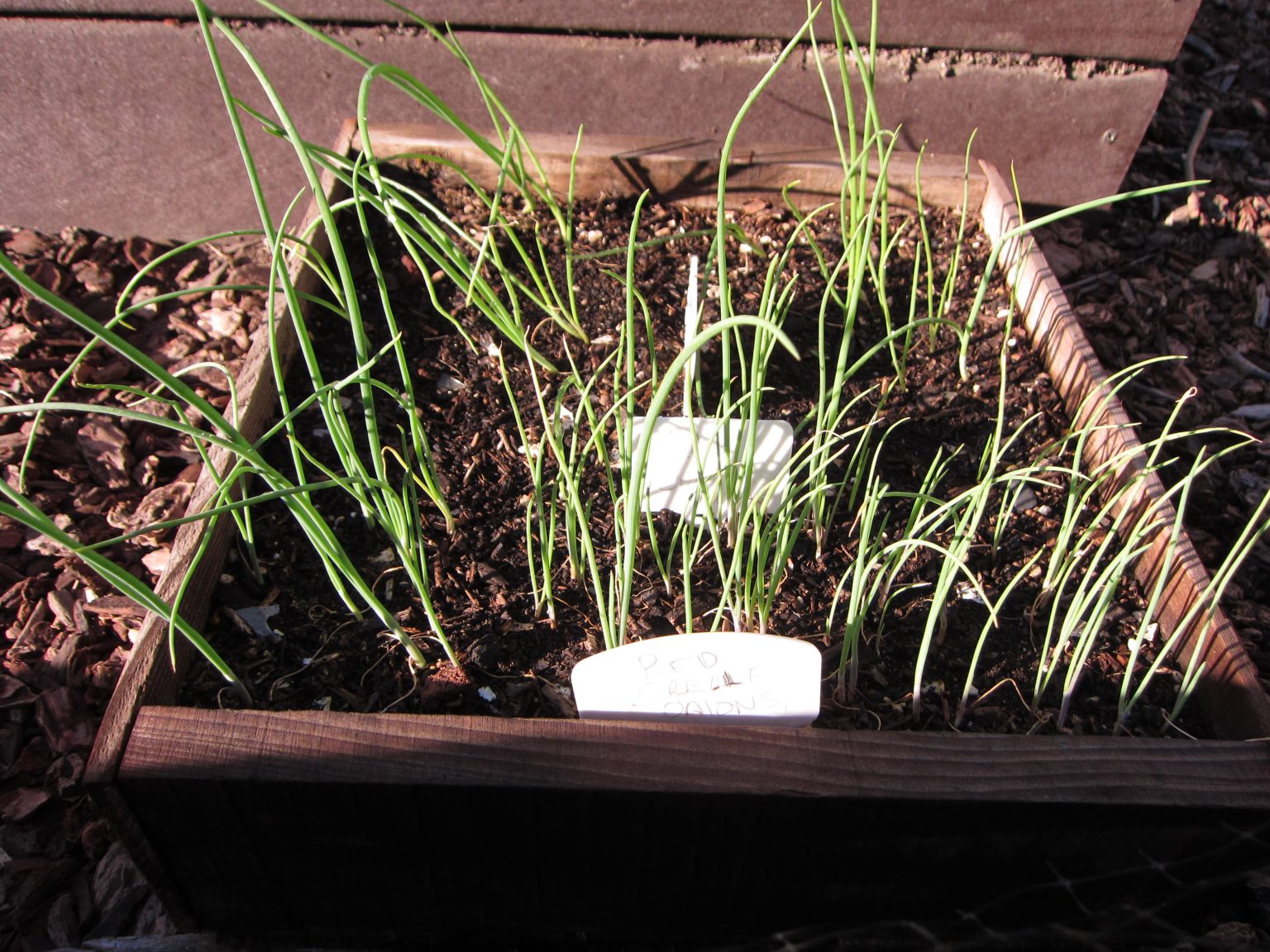 YouTube: Best Trick for Planting Nursery Onion Seedlings - Gardenerd