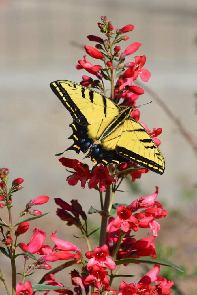 Essential Plants for a Great Butterfly Garden - Gardenerd