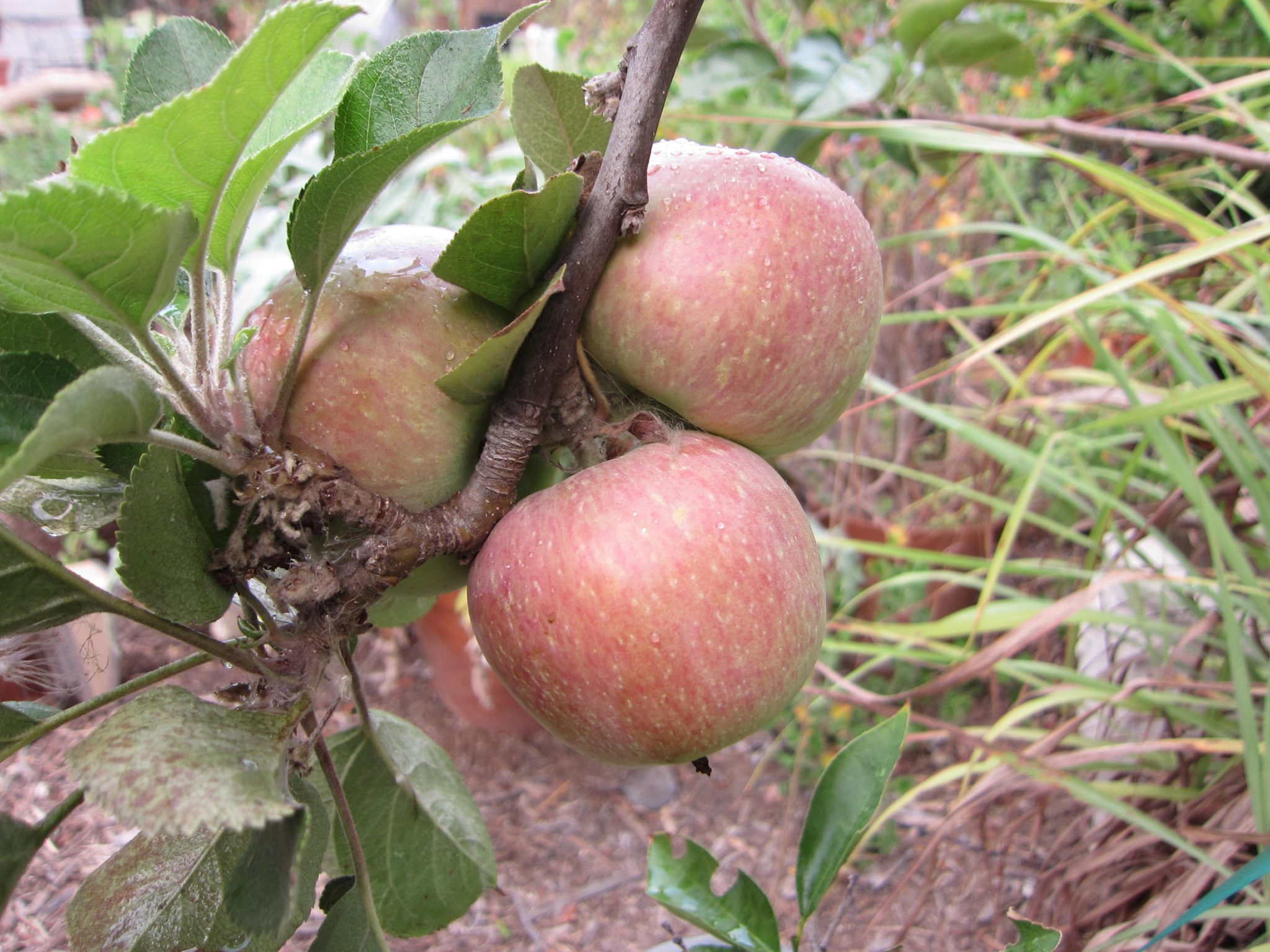 YouTube: Save a Pot-Bound Tree (or Plant) - Gardenerd