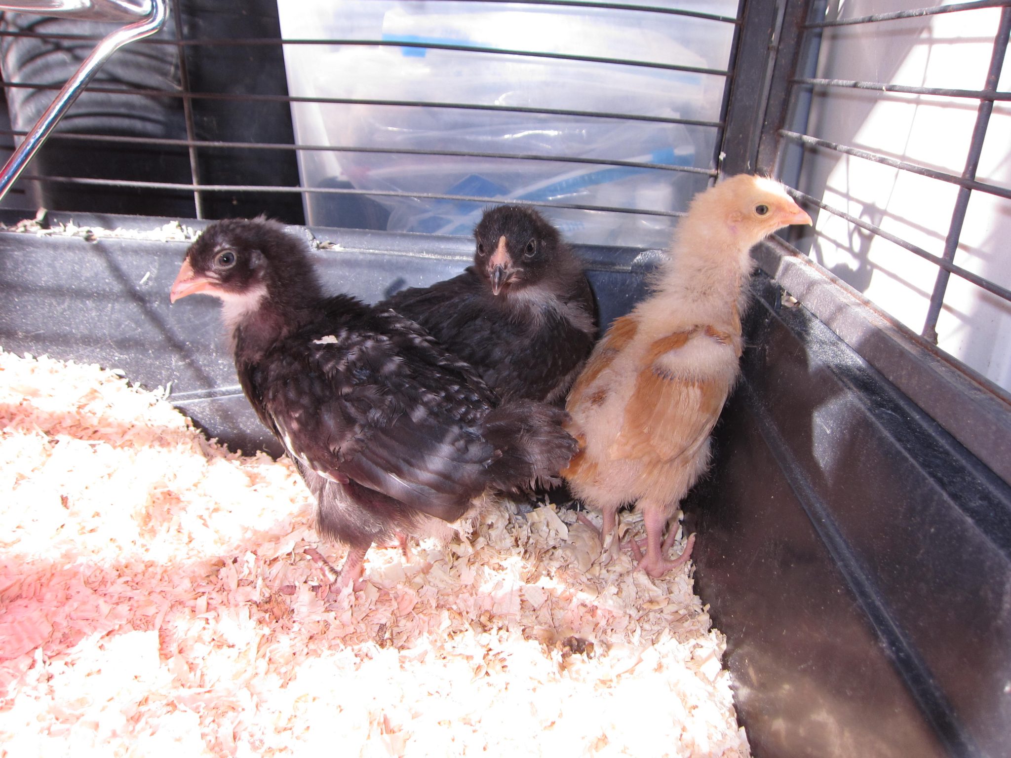 Spring Chickens! - Gardenerd