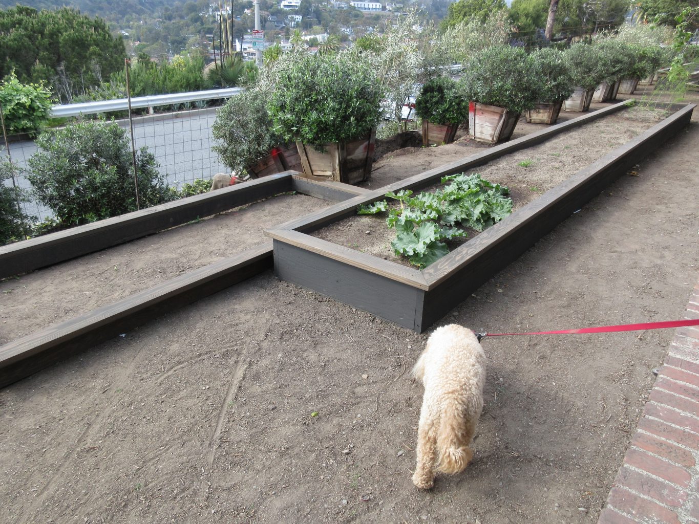 Design: A Two-Yard Partnership Garden - Gardenerd