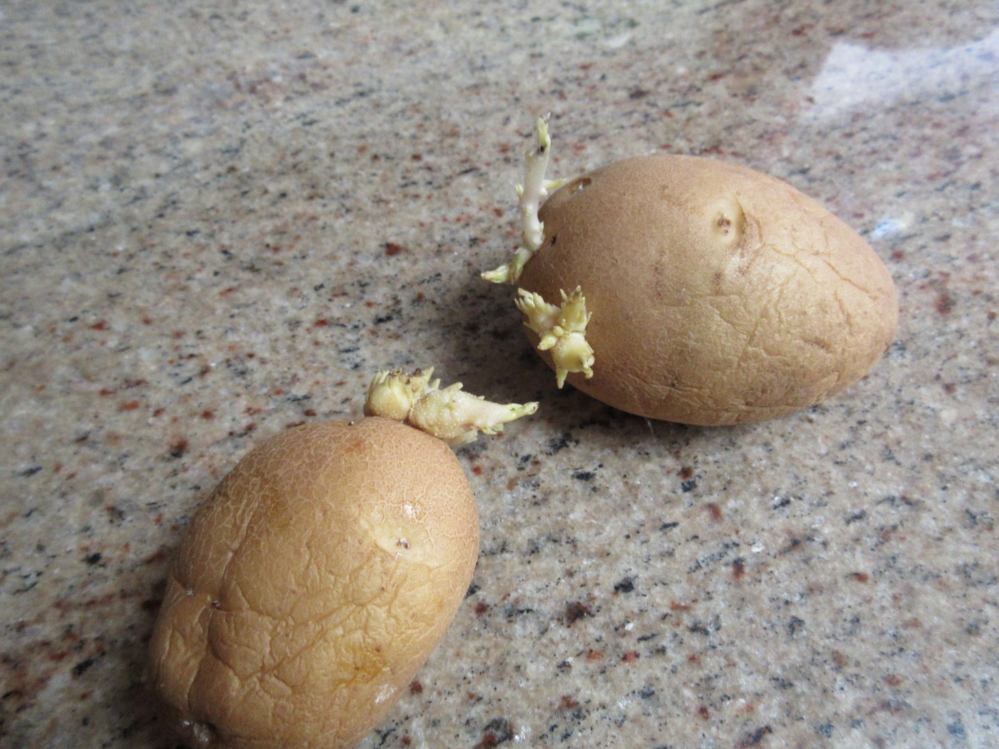 Wordless Wednesday: False Fall? - Gardenerd