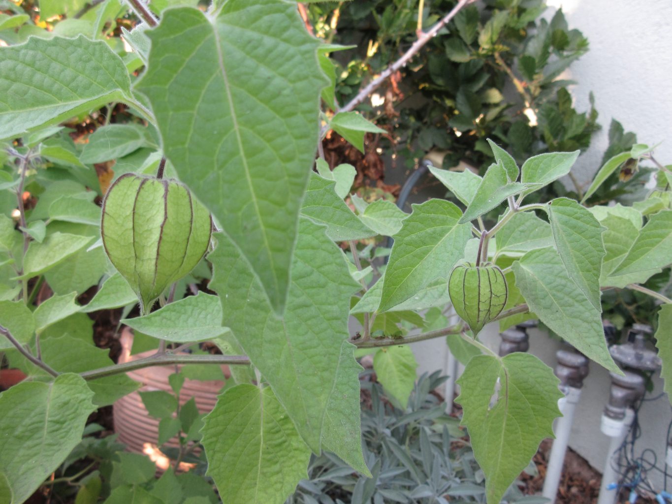 Wordless Wednesday: False Fall? - Gardenerd