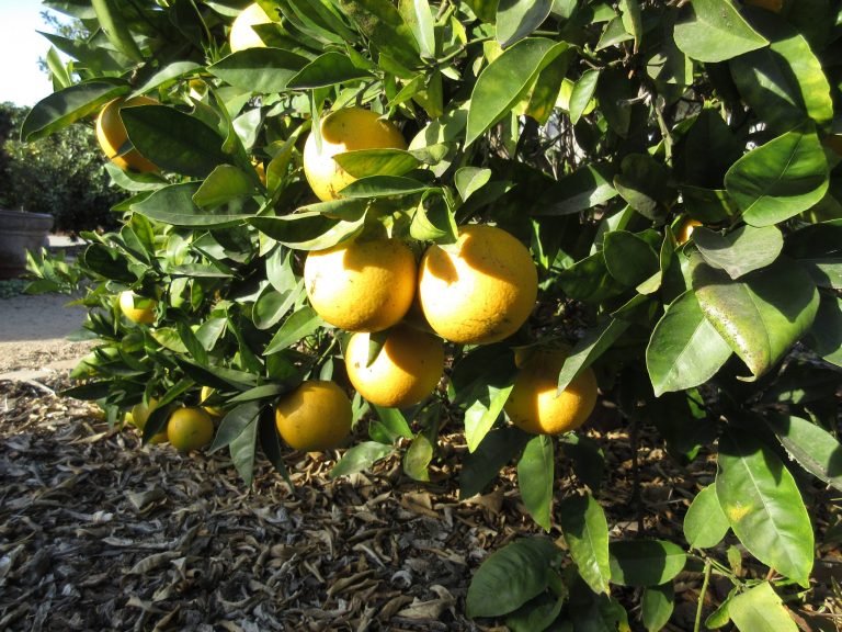 YouTube: How to Fix Most Citrus Tree Problems - Gardenerd