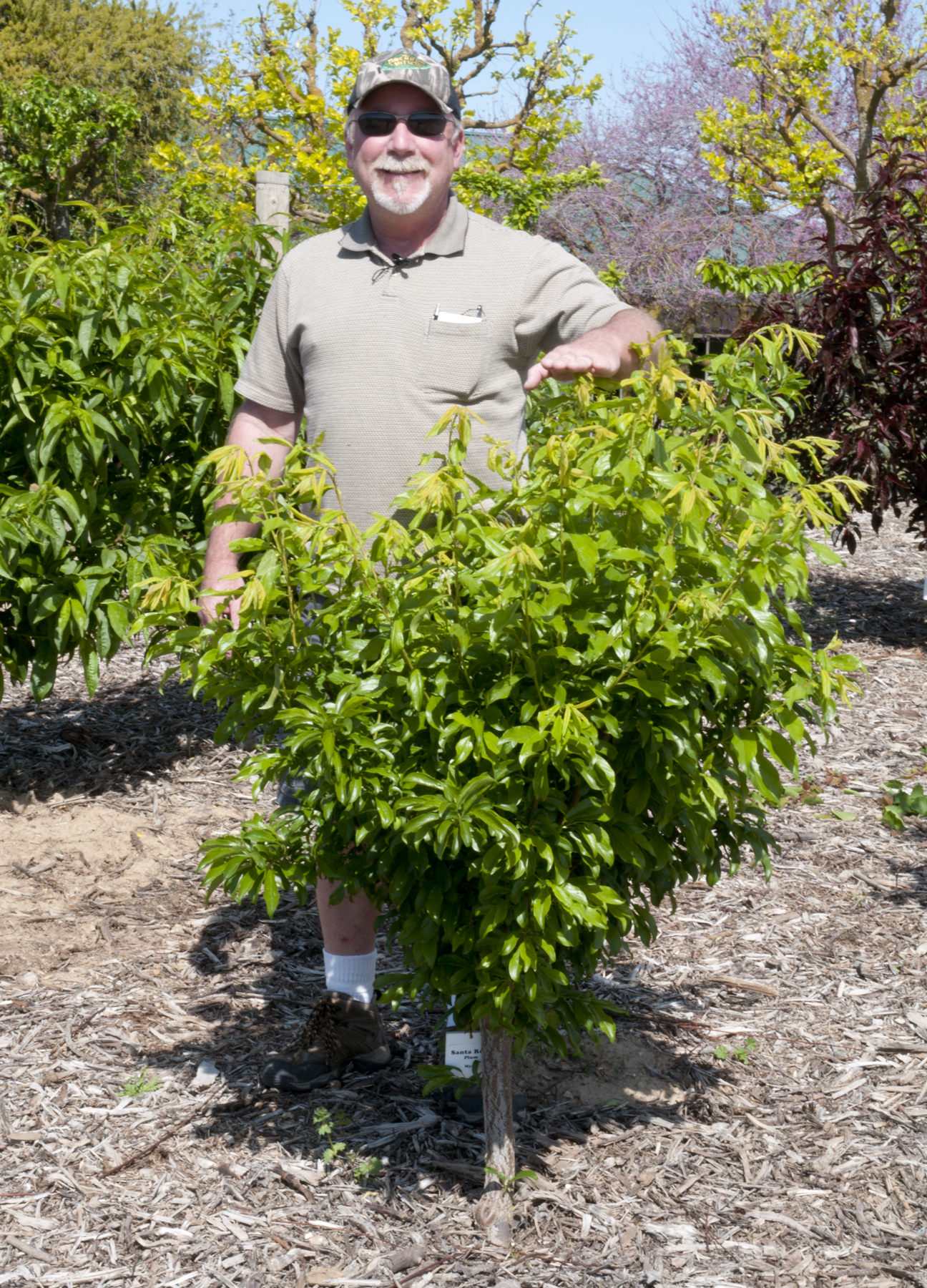 Podcast: Fruit Trees with Tom Spellman - Gardenerd