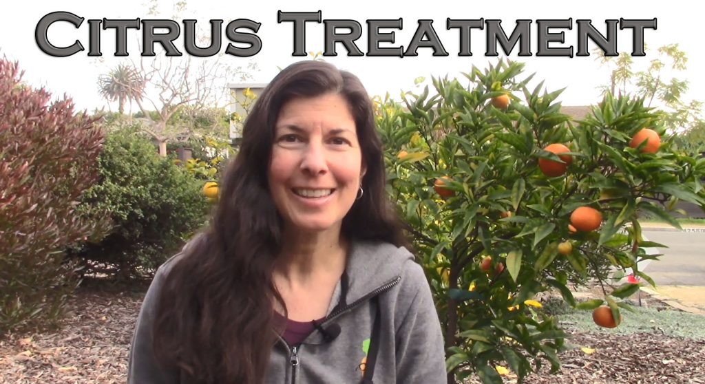 YouTube: How to Fix Most Citrus Tree Problems - Gardenerd