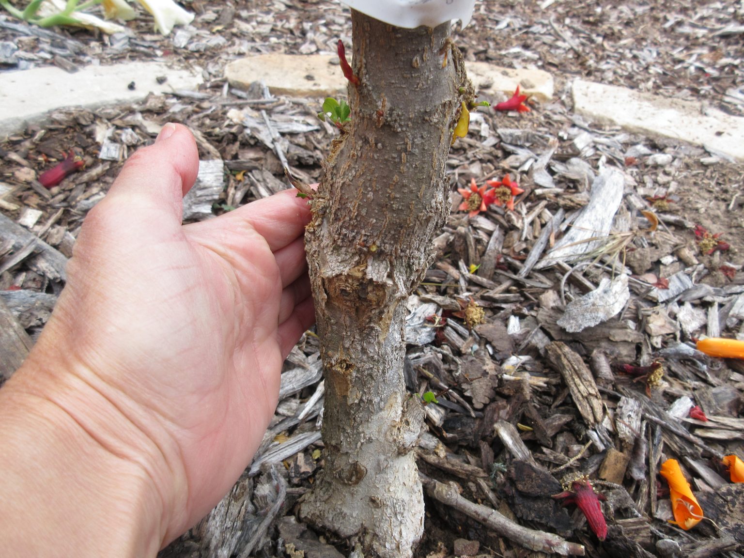 Ask Gardenerd: Rootstock Fruit on Citrus - Gardenerd