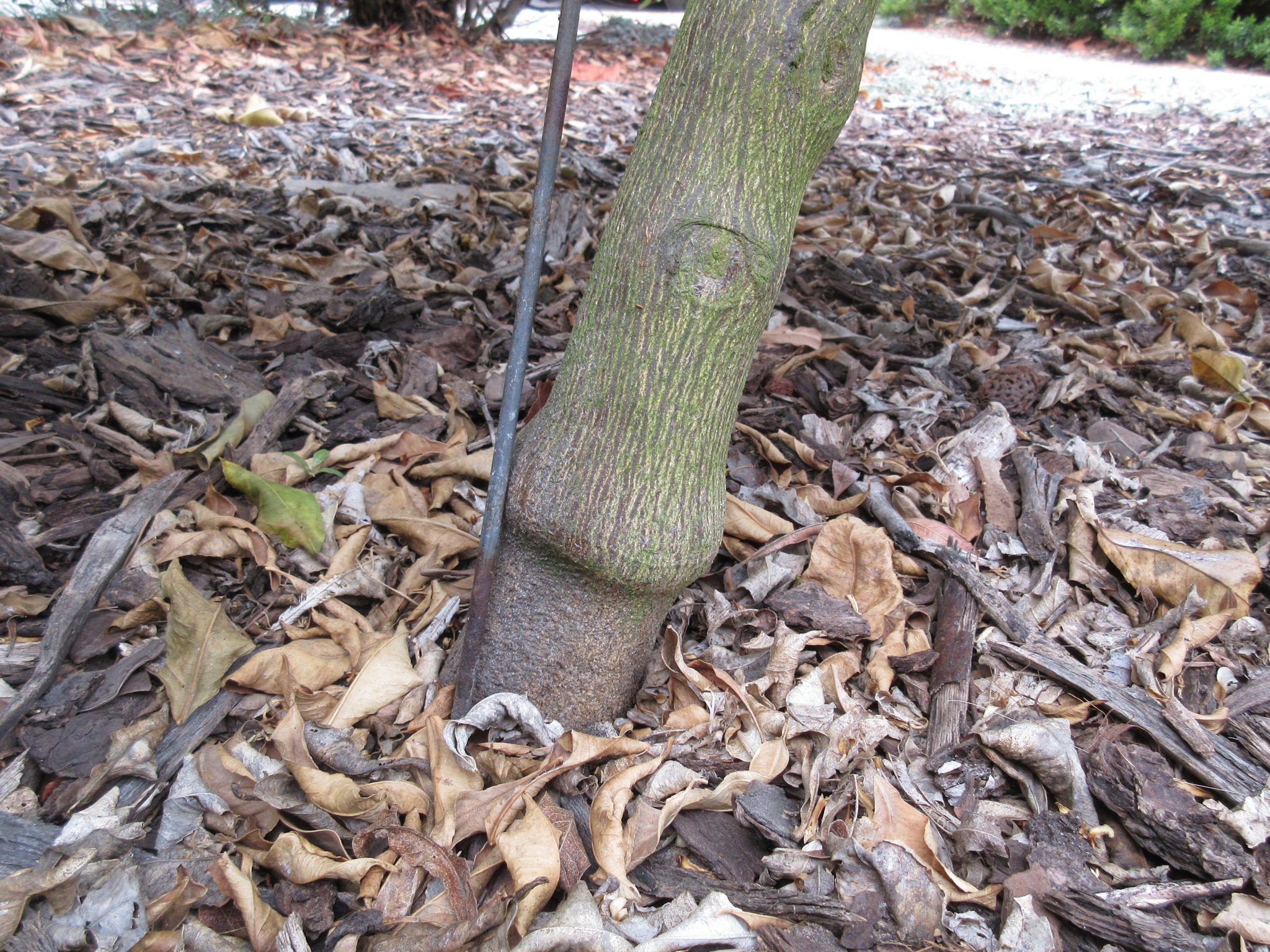 Ask Gardenerd: Rootstock Fruit on Citrus - Gardenerd