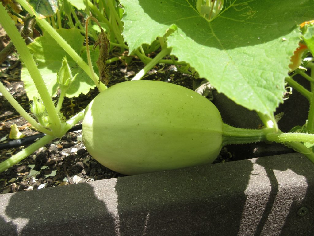 YouTube: Squash Problems - Fruit Rotting or Dropping Off? - Gardenerd