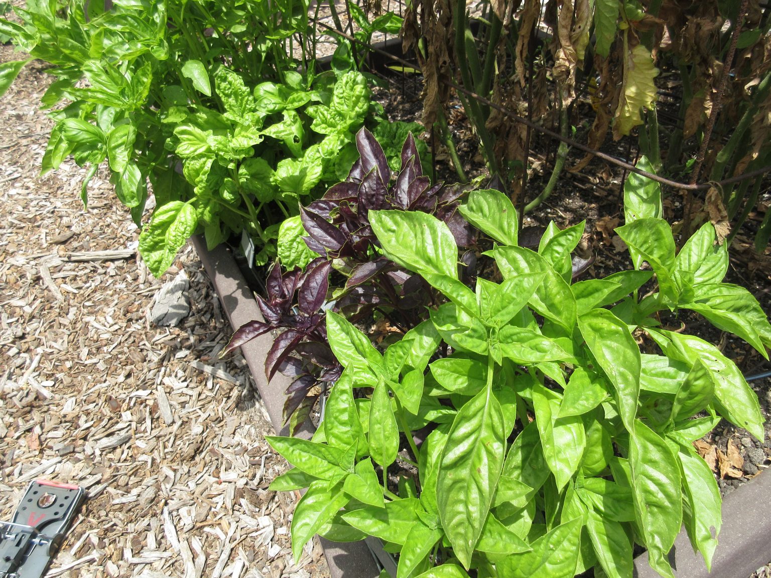 YouTube: Favorite Basil Varieties - Gardenerd