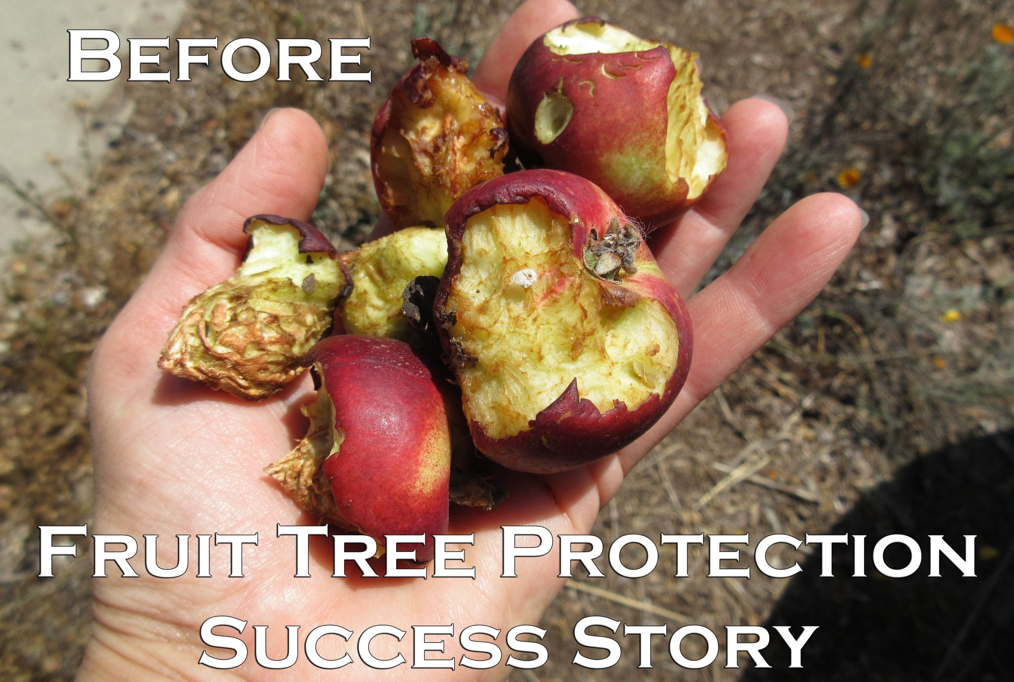 YouTube: Fruit Tree Protection Experiment - Gardenerd