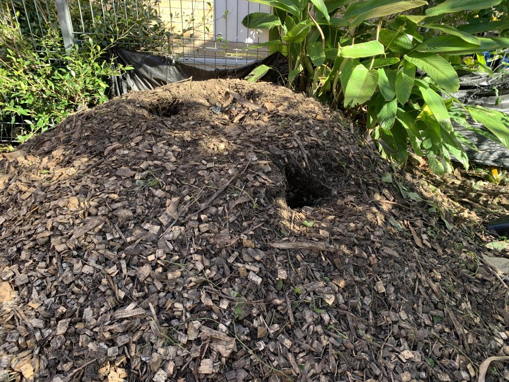 Podcast: Community Greening with Adina Oosterwijk - Gardenerd