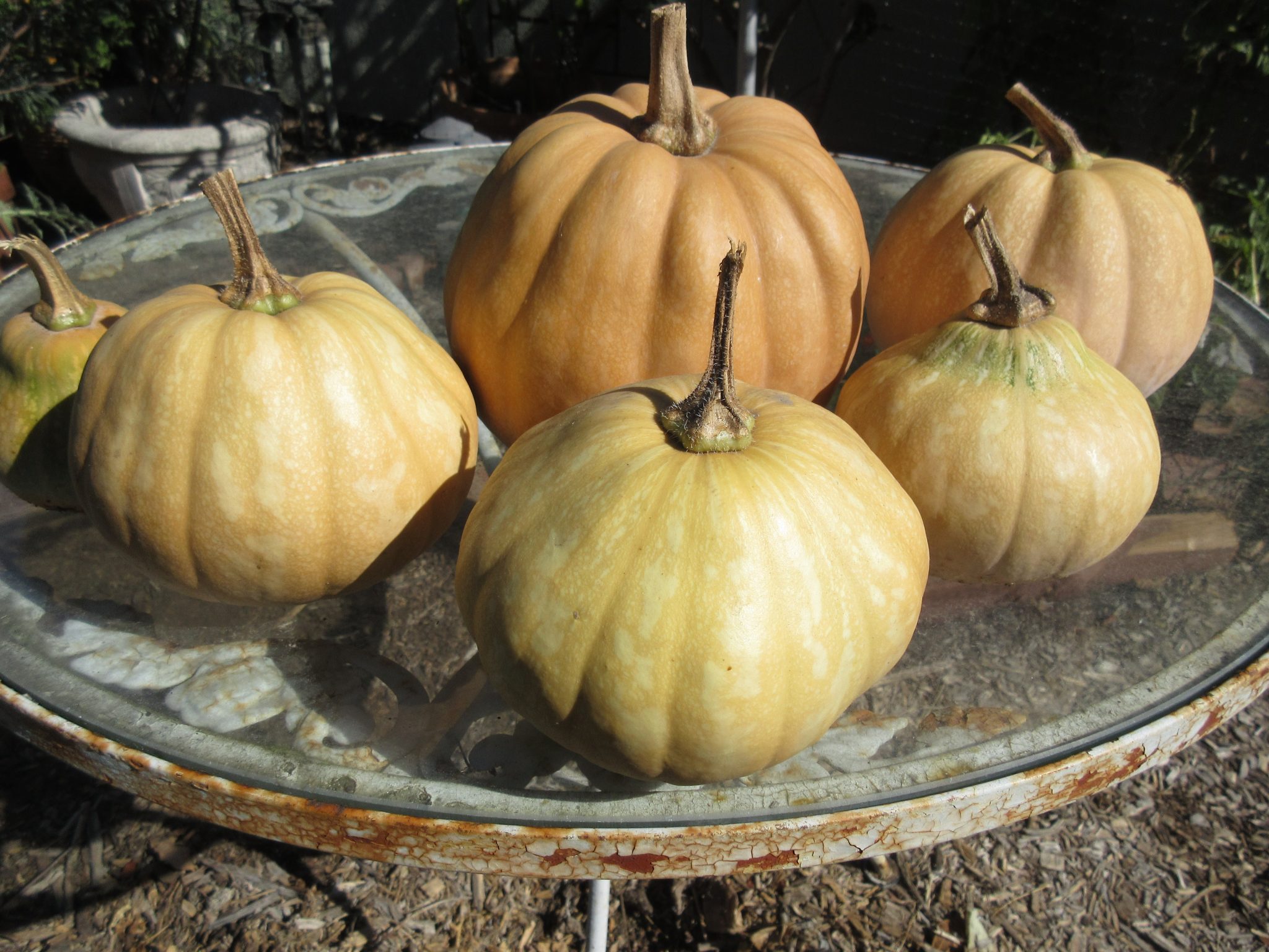 Wordless Wednesday: Fall Check In - Gardenerd