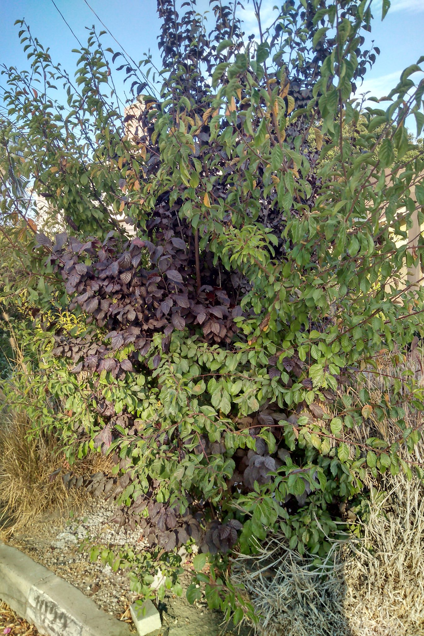 Wordless Wednesday: Fall Arrives - Maybe - Gardenerd