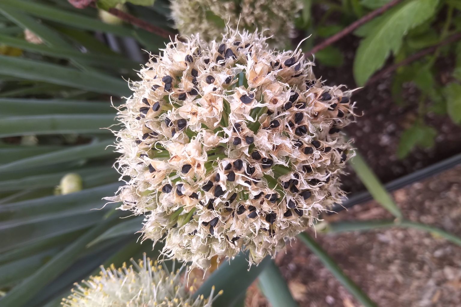 Wordless Wednesday: Spring is Late! - Gardenerd