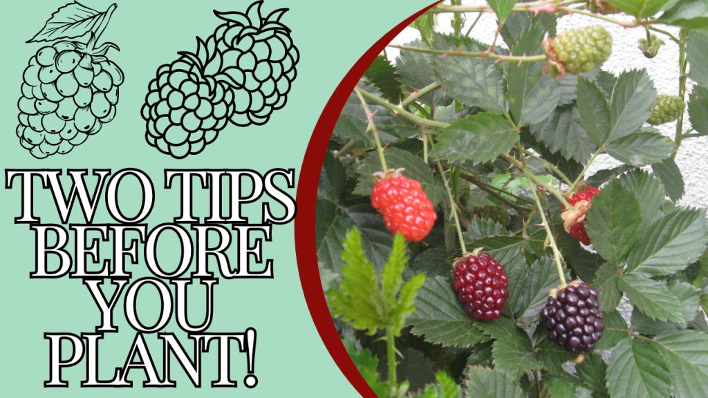 YouTube: 2 Things Before Planting Cane Berries (blackberries / raspberries)
