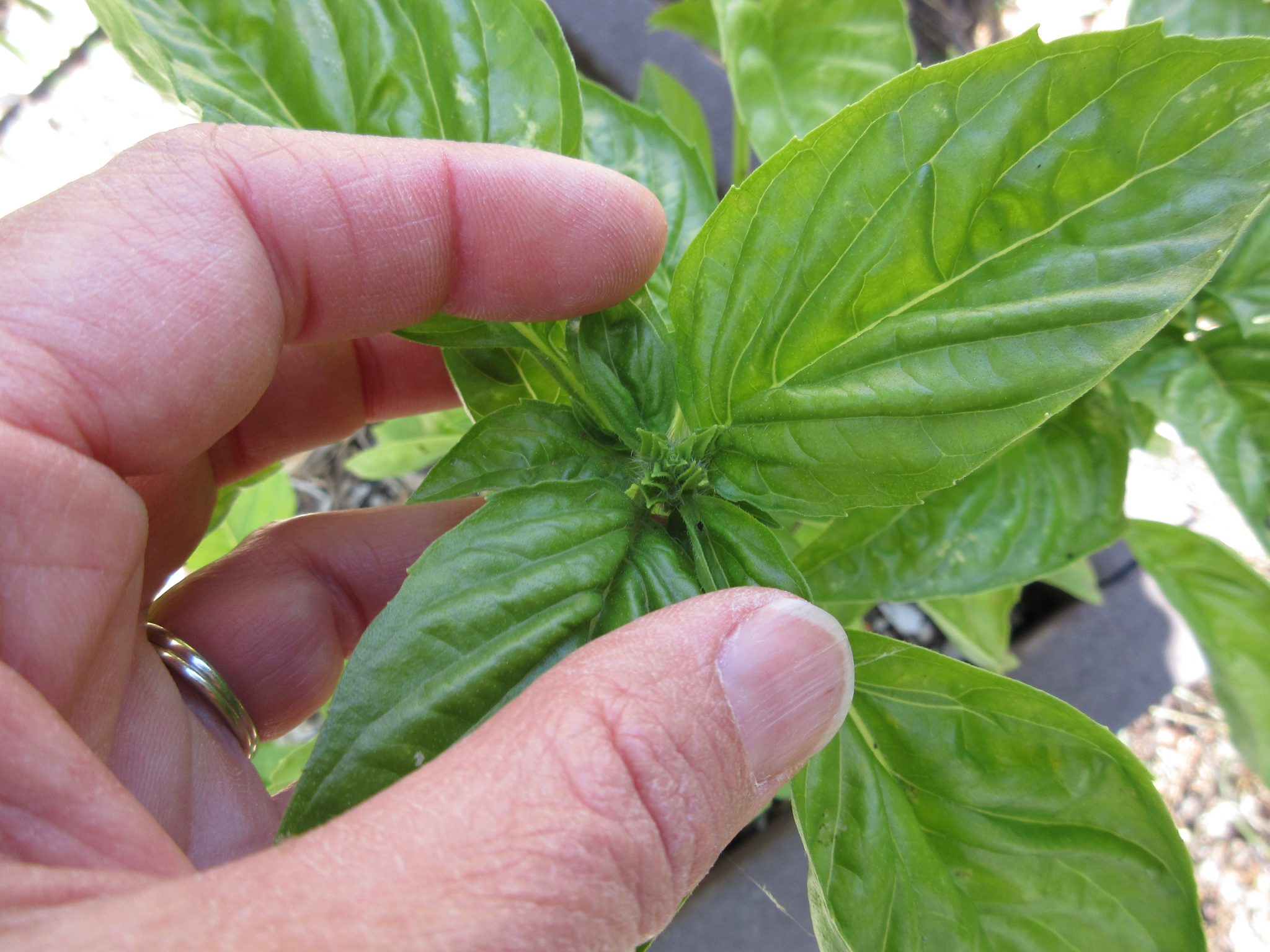 It's Basil Season! - Gardenerd