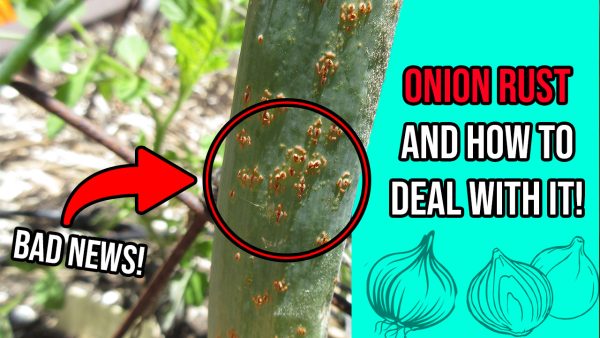 YouTube: Onion Rust and How to Deal With It - Gardenerd