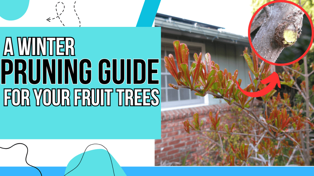 YouTube: A Winter Pruning Guide for Your Fruit Trees - Gardenerd