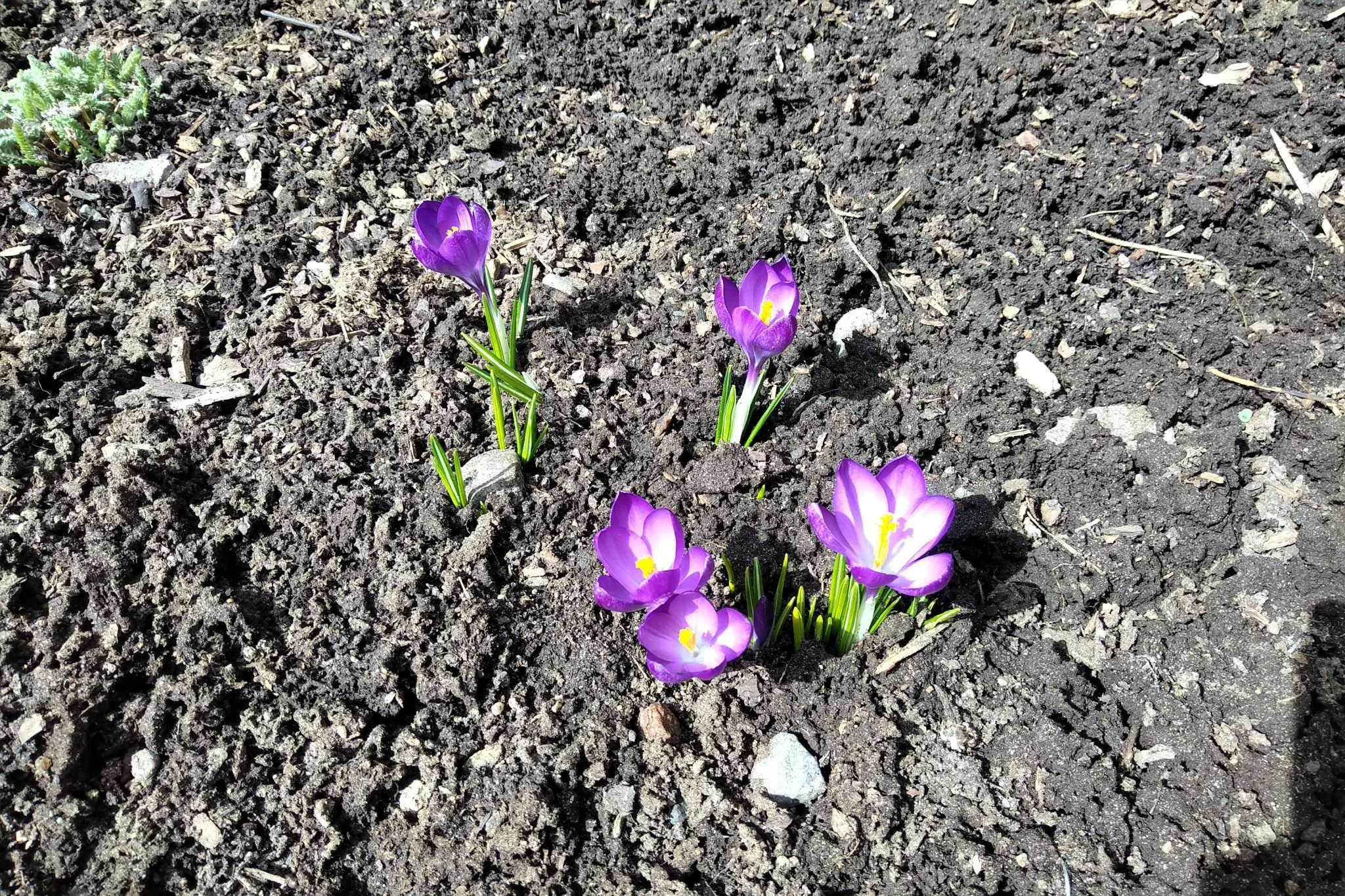 Hardiness Zone - What Does It Mean? - Gardenerd